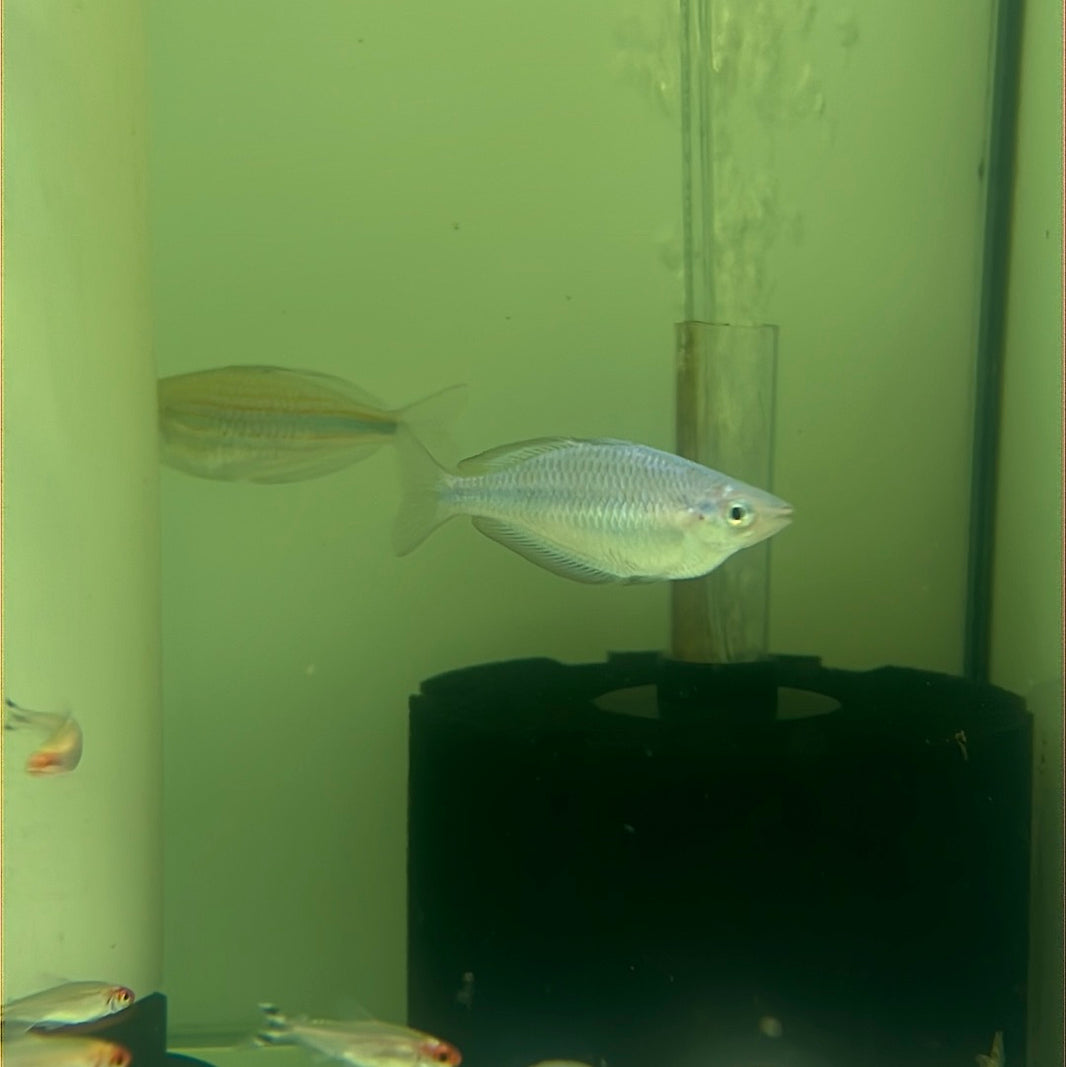 Rainbows - Buy Rainbowfish Online Australia – Tropical Aquarium