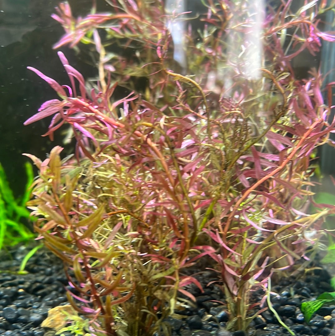 Rotala Blood Red – Tropical Aquarium