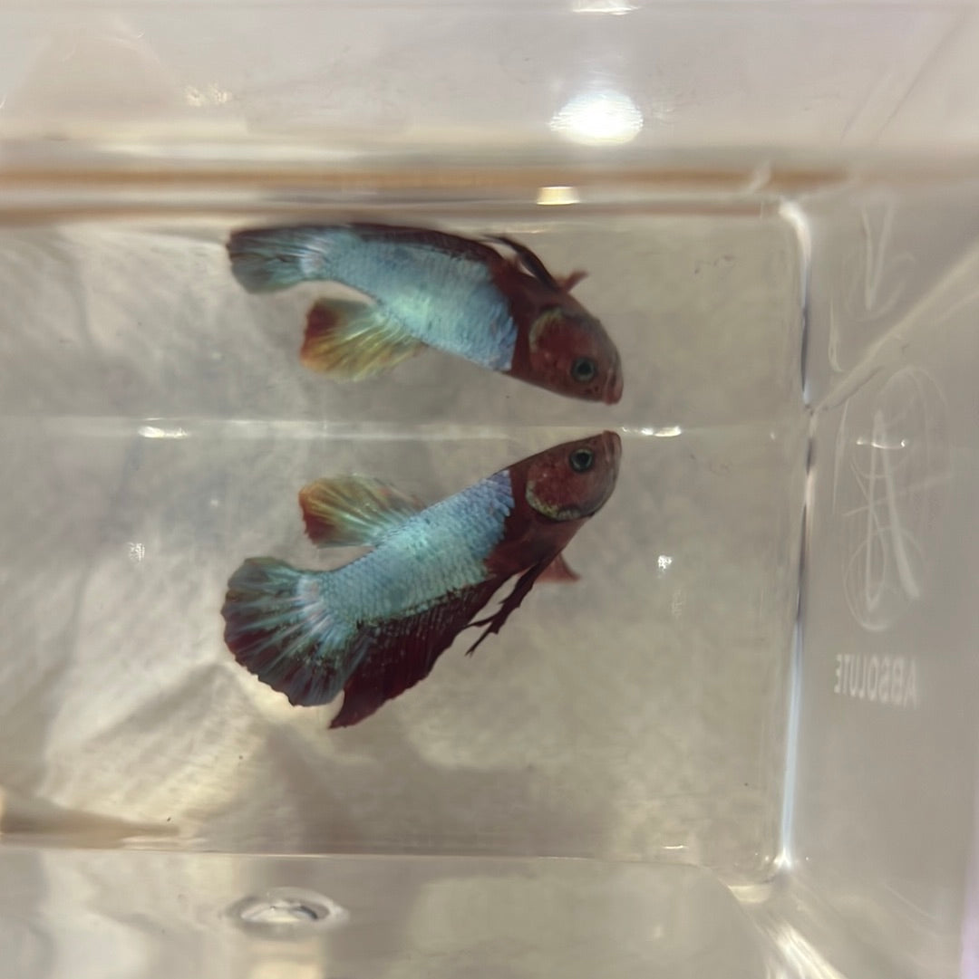 Hellboy plakat – Tropical Aquarium
