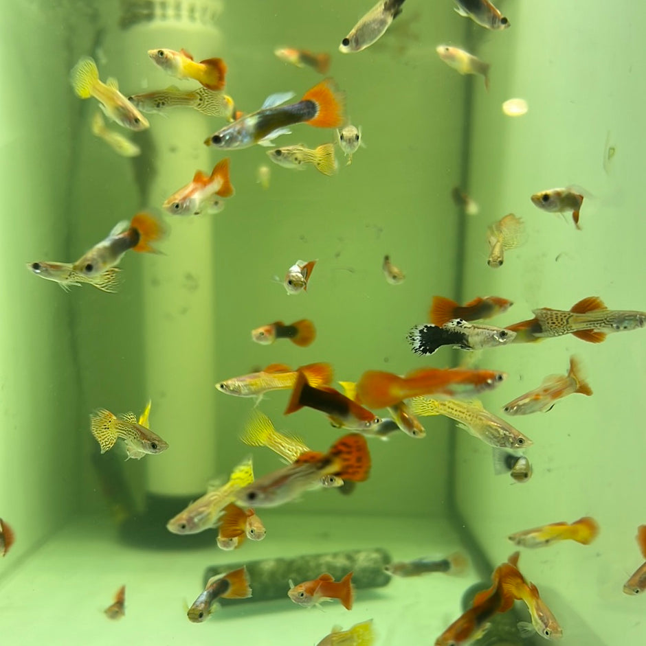 Guppies - Buy Guppy Fish Online Australia – Tropical Aquarium