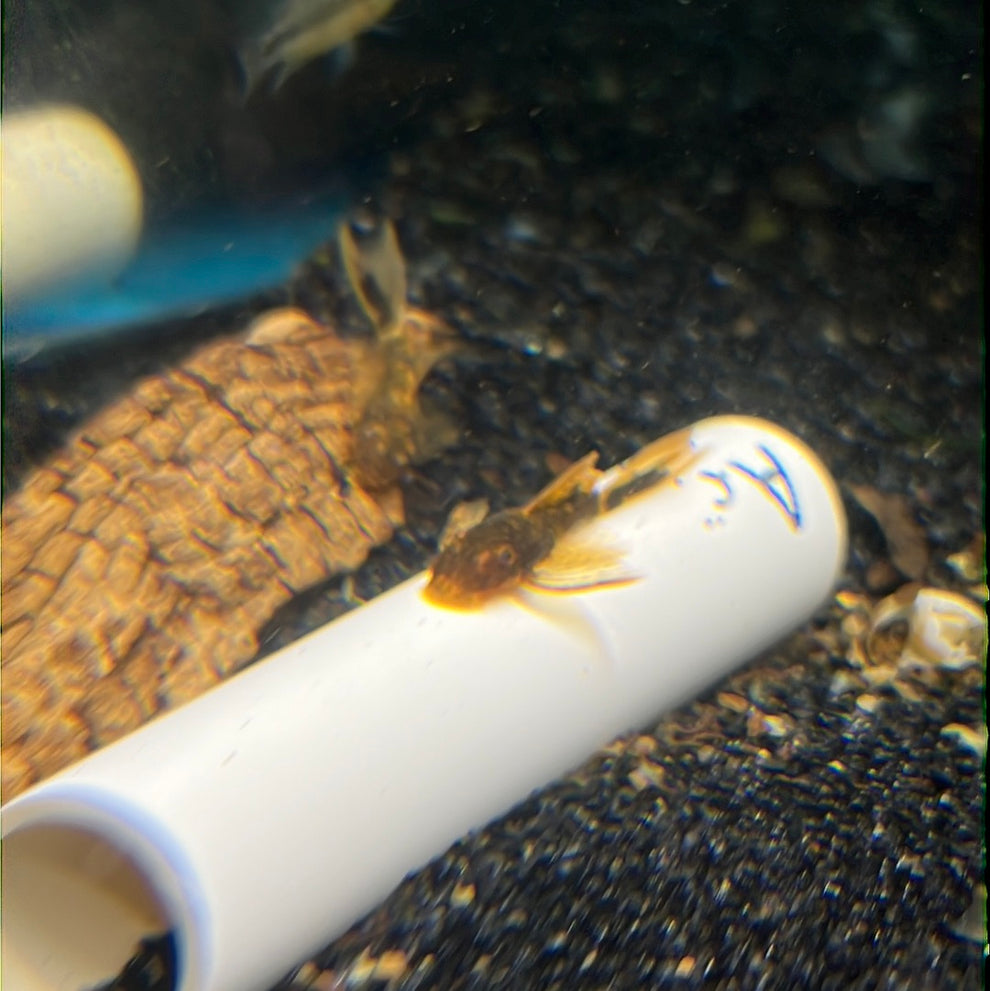 Marble Long Fin Bristlenose – Tropical Aquarium