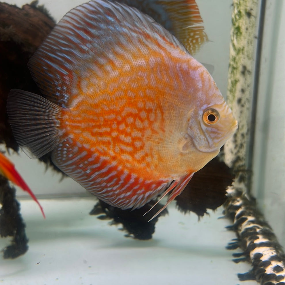 Red Pigeon Blood Discus (Symphysodon sp.) – Tropical Aquarium