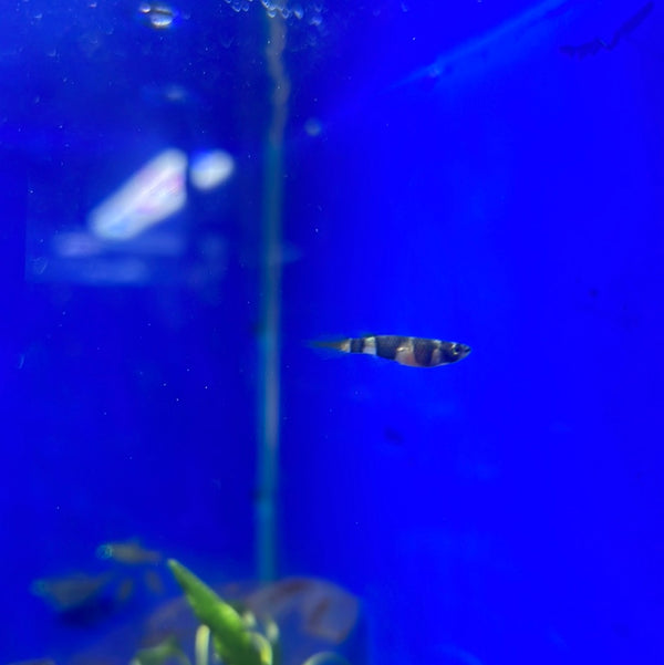 Clown Panchax (Epiplatys Annulatus ) – Tropical Aquarium