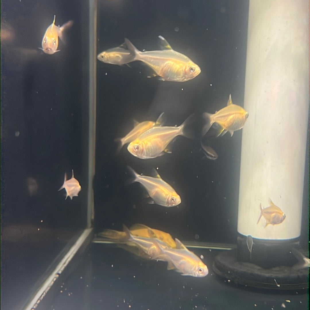 Gold Pristella Tetra (Pristella maxillaris) – Tropical Aquarium