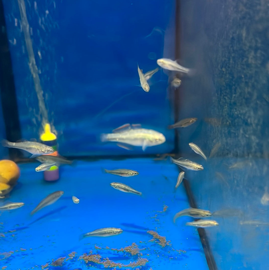 Fire Tail Gudgeon (Hypseleotris galii) – Tropical Aquarium