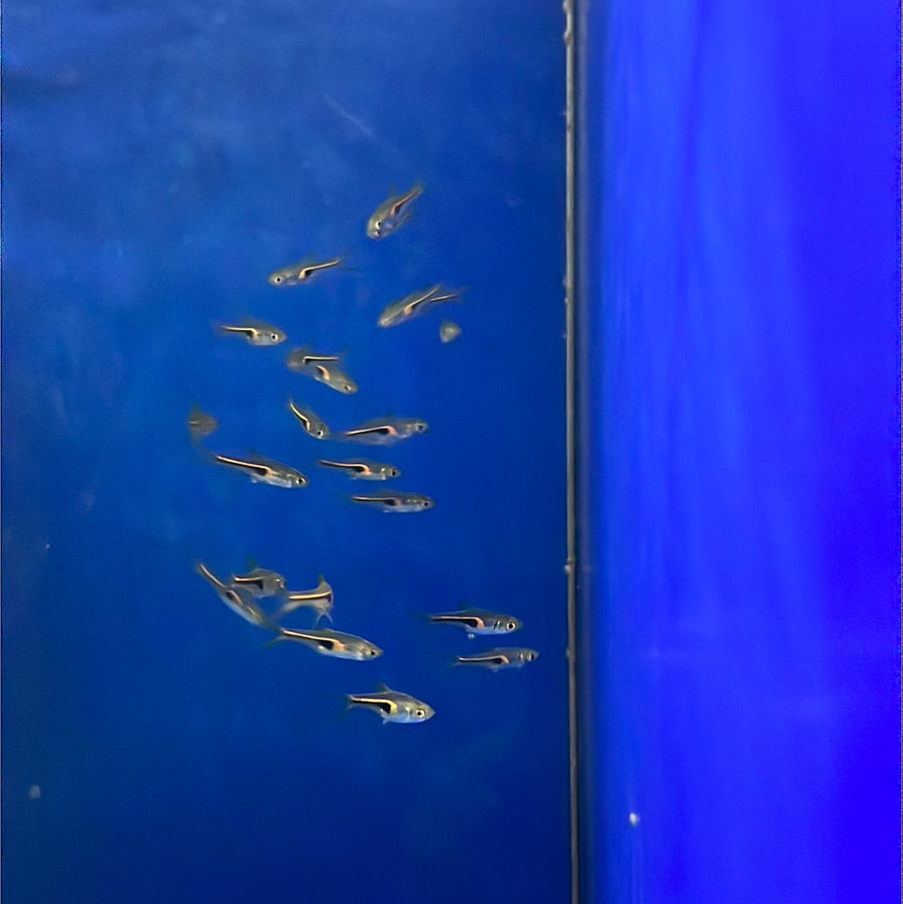 Hengeli Rasbora (Trigonostigma hengeli ) – Tropical Aquarium