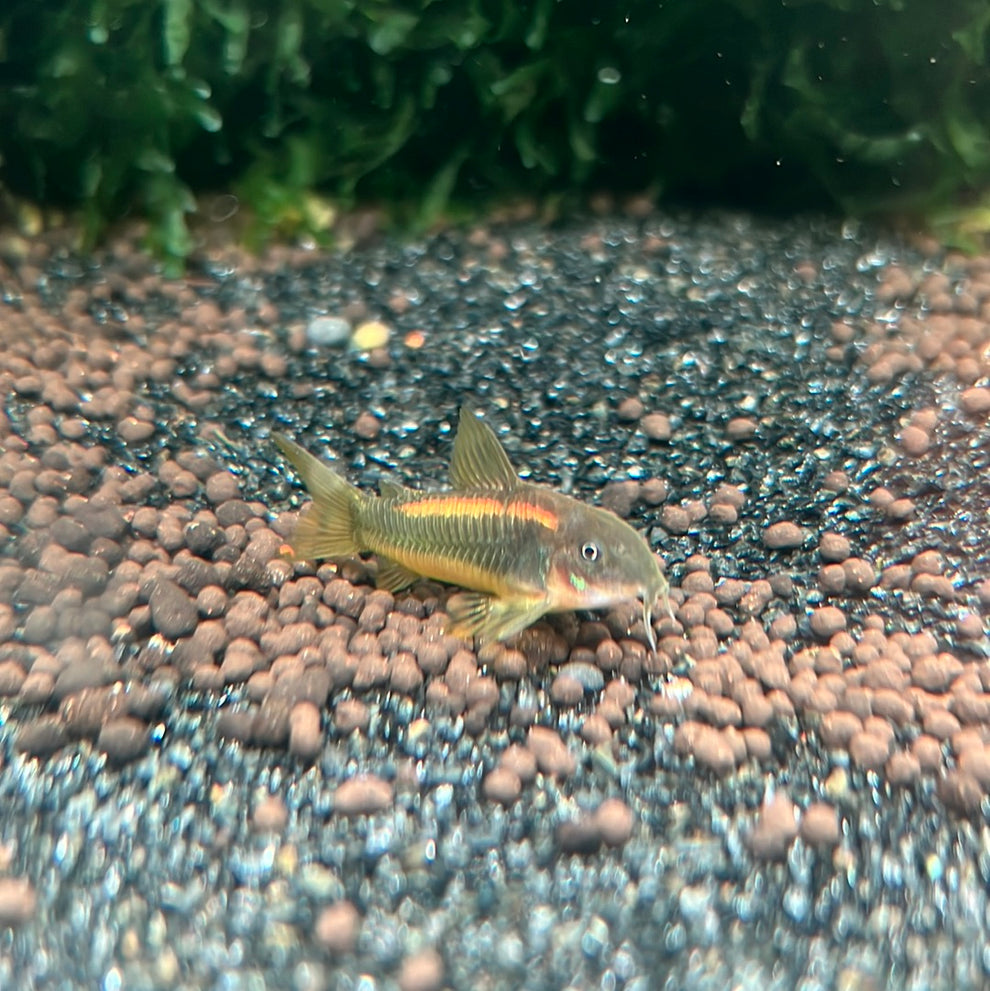 Gold Laser Corydoras (Corydoras sp neon gold) – Tropical Aquarium