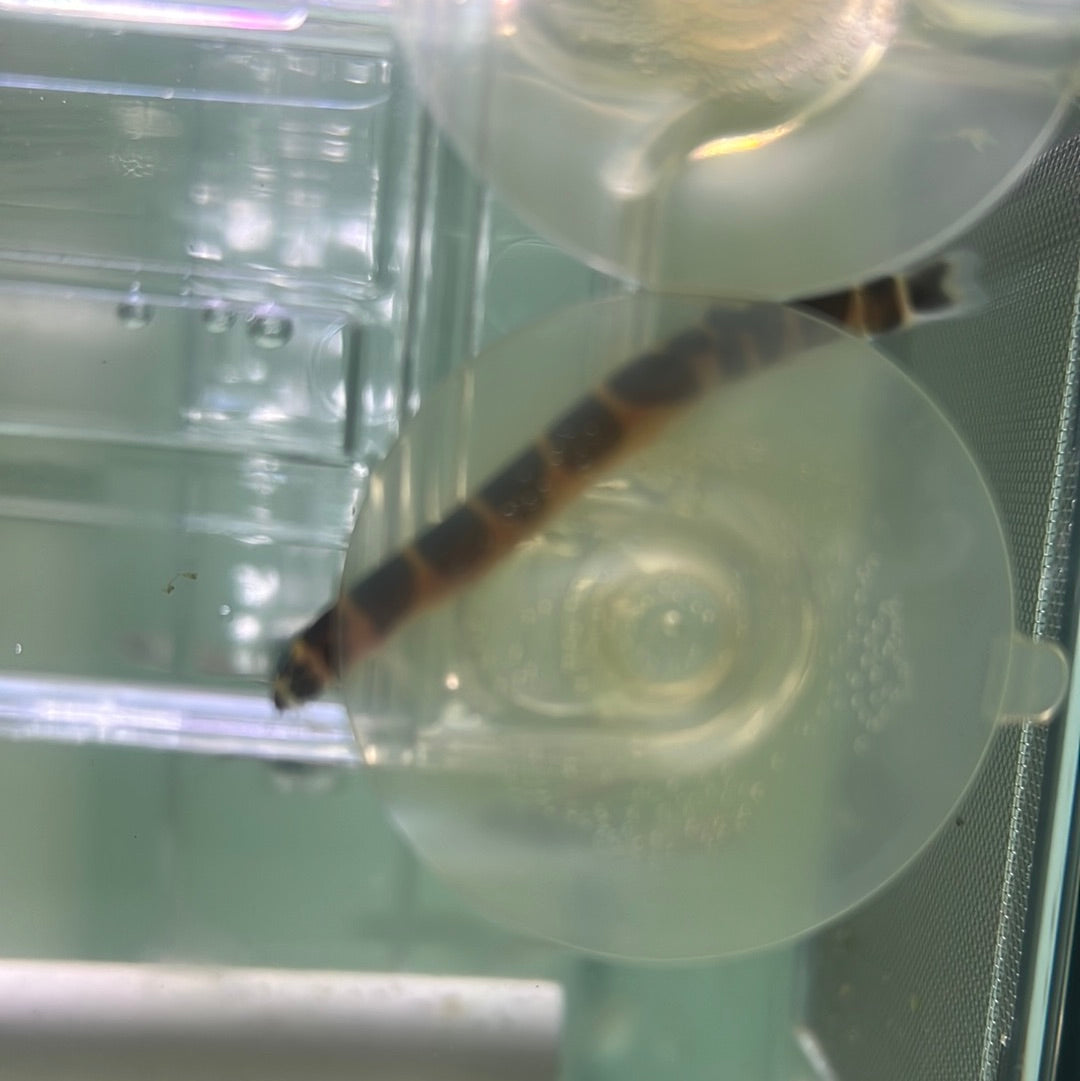 Kuhlii Loach (Pangio Kuhlii) – Tropical Aquarium