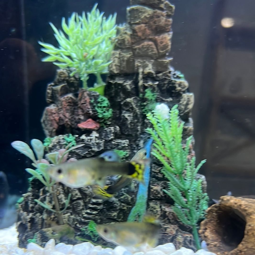 Guppies - Buy Guppy Fish Online Australia – Tropical Aquarium