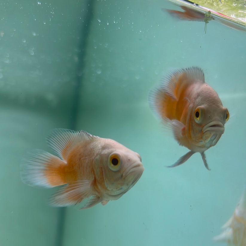 Chilli Red Oscar (Astronotus ocellatus) – Tropical Aquarium
