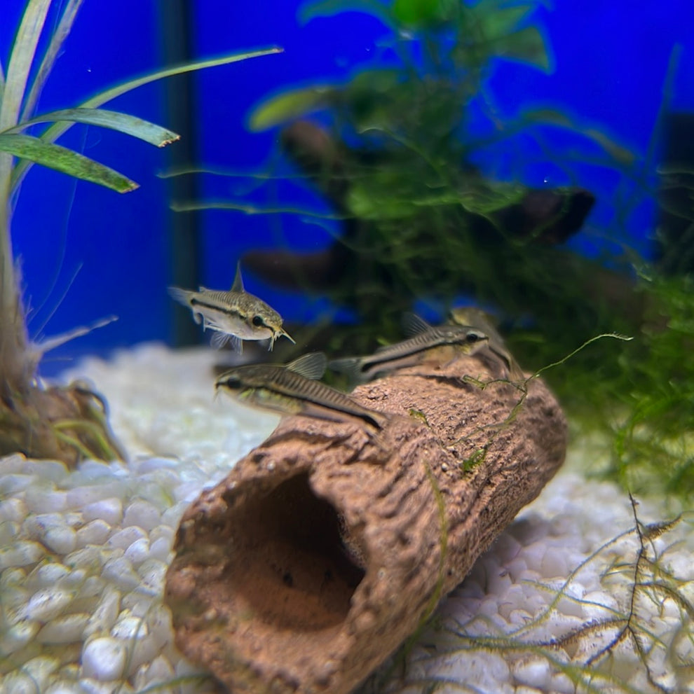 Pygmy cory (Corydoras Pygmaeus) – Tropical Aquarium