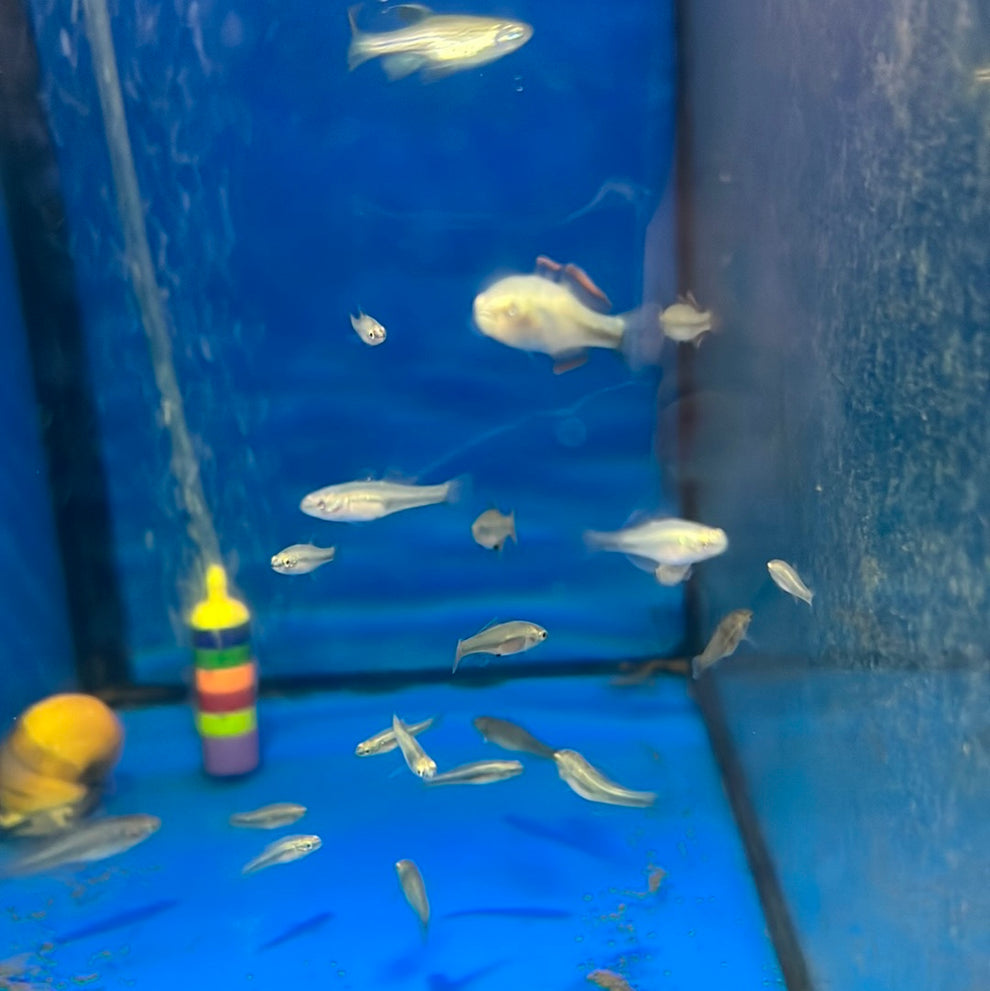 Fire Tail Gudgeon (Hypseleotris galii) – Tropical Aquarium