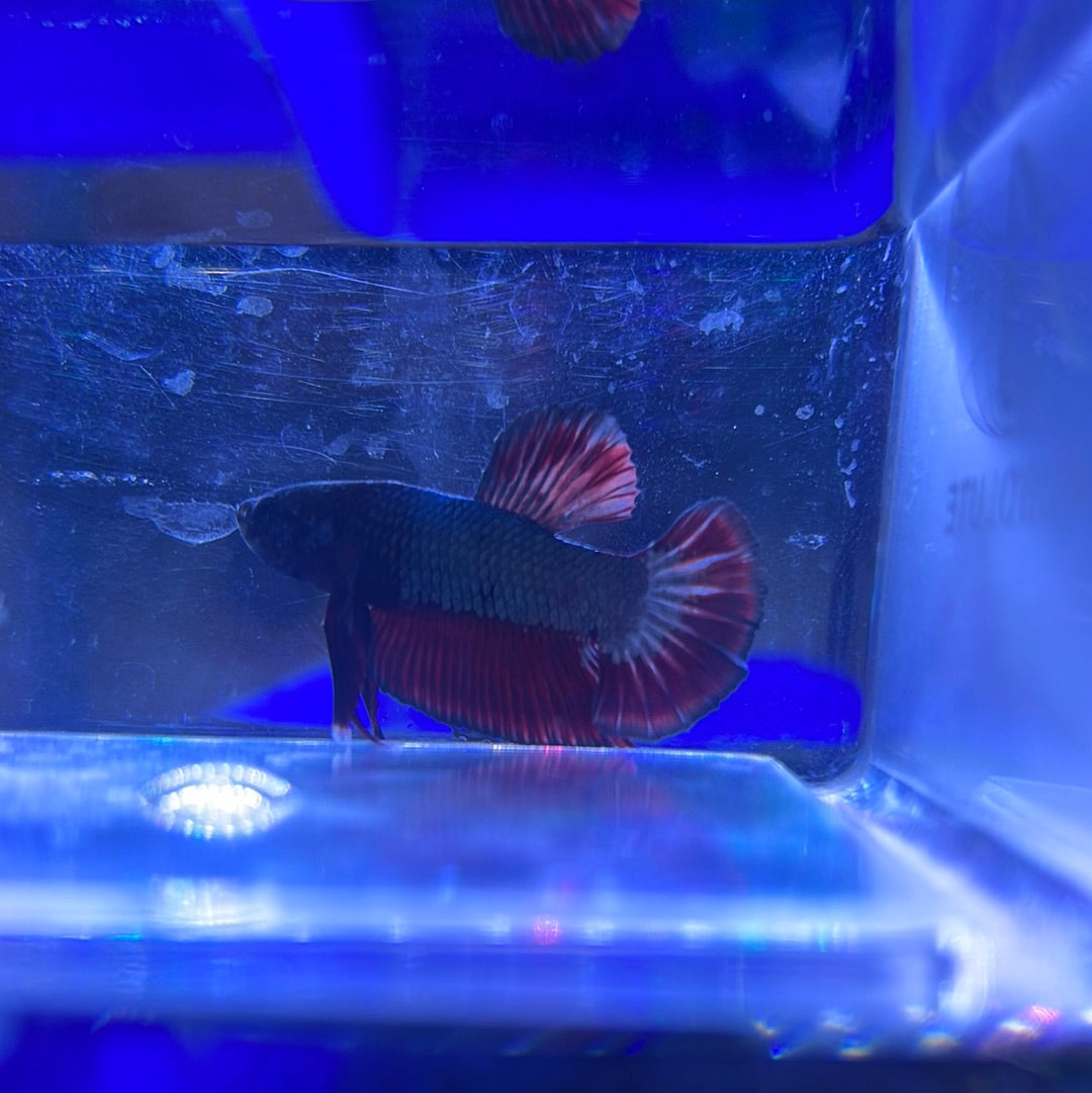 Delta Betta – Tropical Aquarium