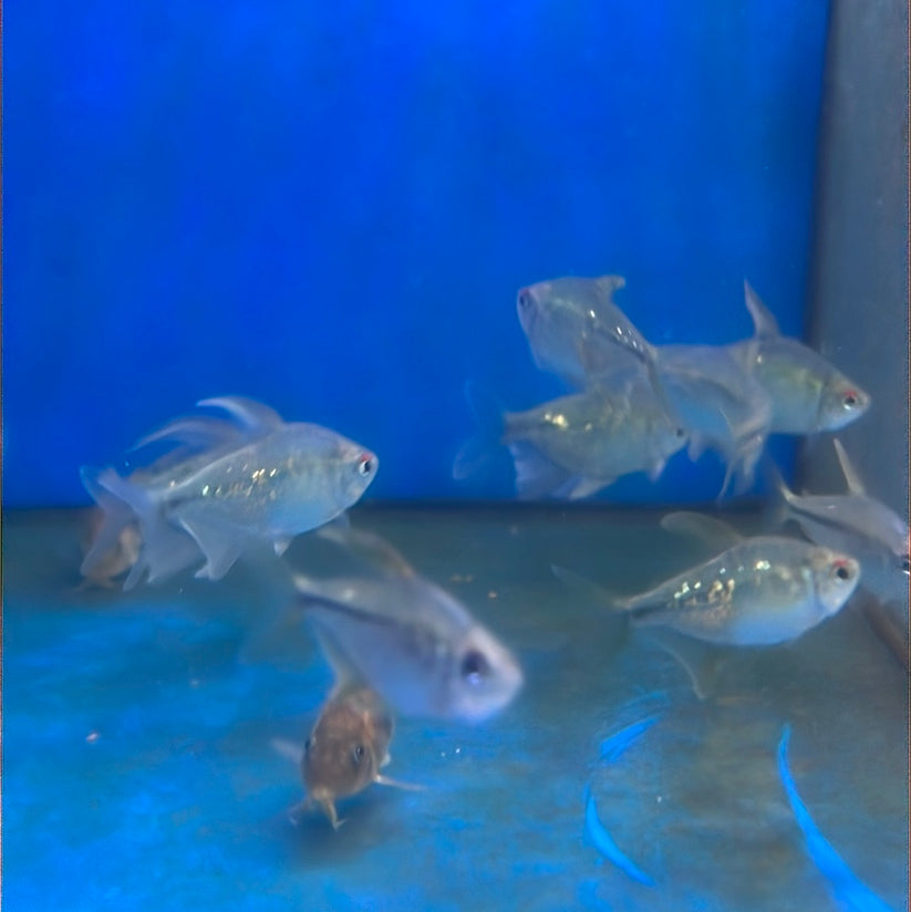 Diamond Tetra (Moenkhausia pitteri) – Tropical Aquarium