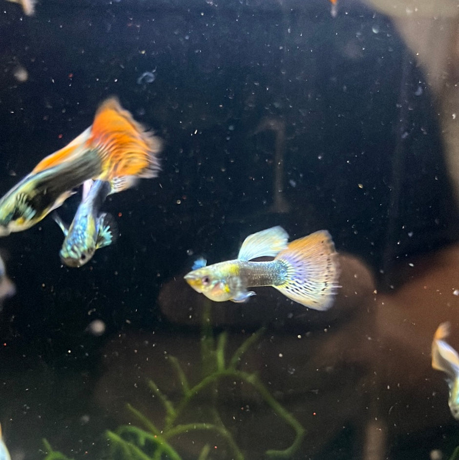 Guppies - Buy Guppy Fish Online Australia – Tropical Aquarium