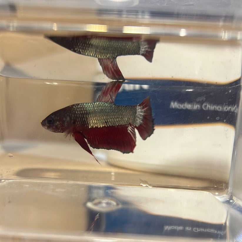 Delta Betta – Tropical Aquarium