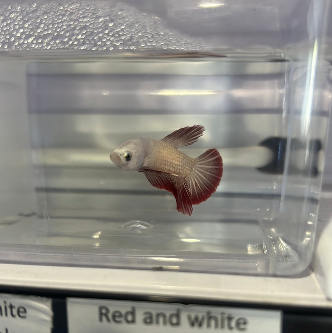 Bettas - Buy Betta Fish (Fighting Fish) Online Australia – Tropical ...