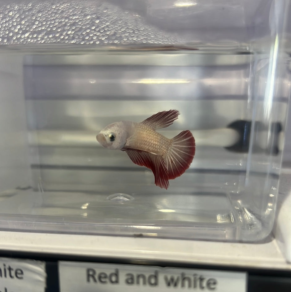 Bettas - Buy Betta Fish (Fighting Fish) Online Australia – Tropical ...