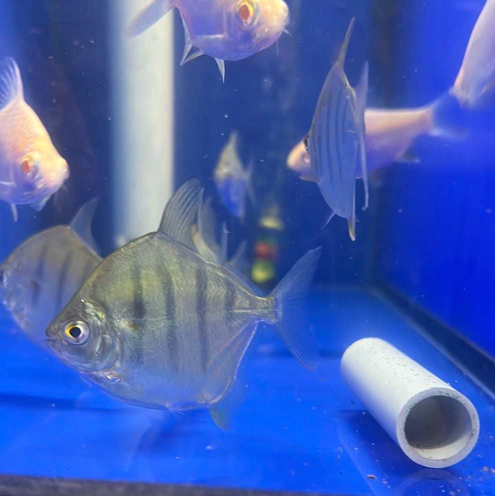 Silver Dollar Striped Rio Capim (Metynnis fasciatus) – Tropical Aquarium