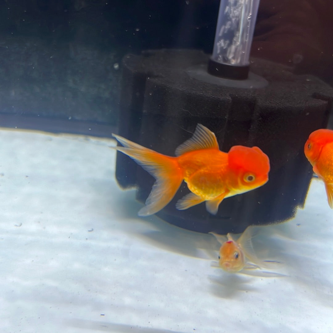 Assorted Oranda (Carassius Auratus) – Tropical Aquarium