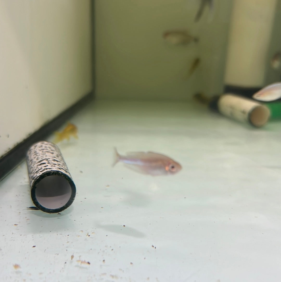 Neon Rainbowfish (Melanotaenia praecox) – Tropical Aquarium