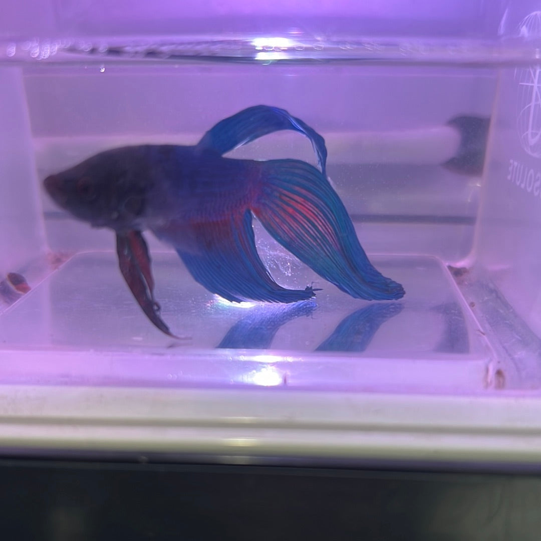 Veiltail Betta – Tropical Aquarium