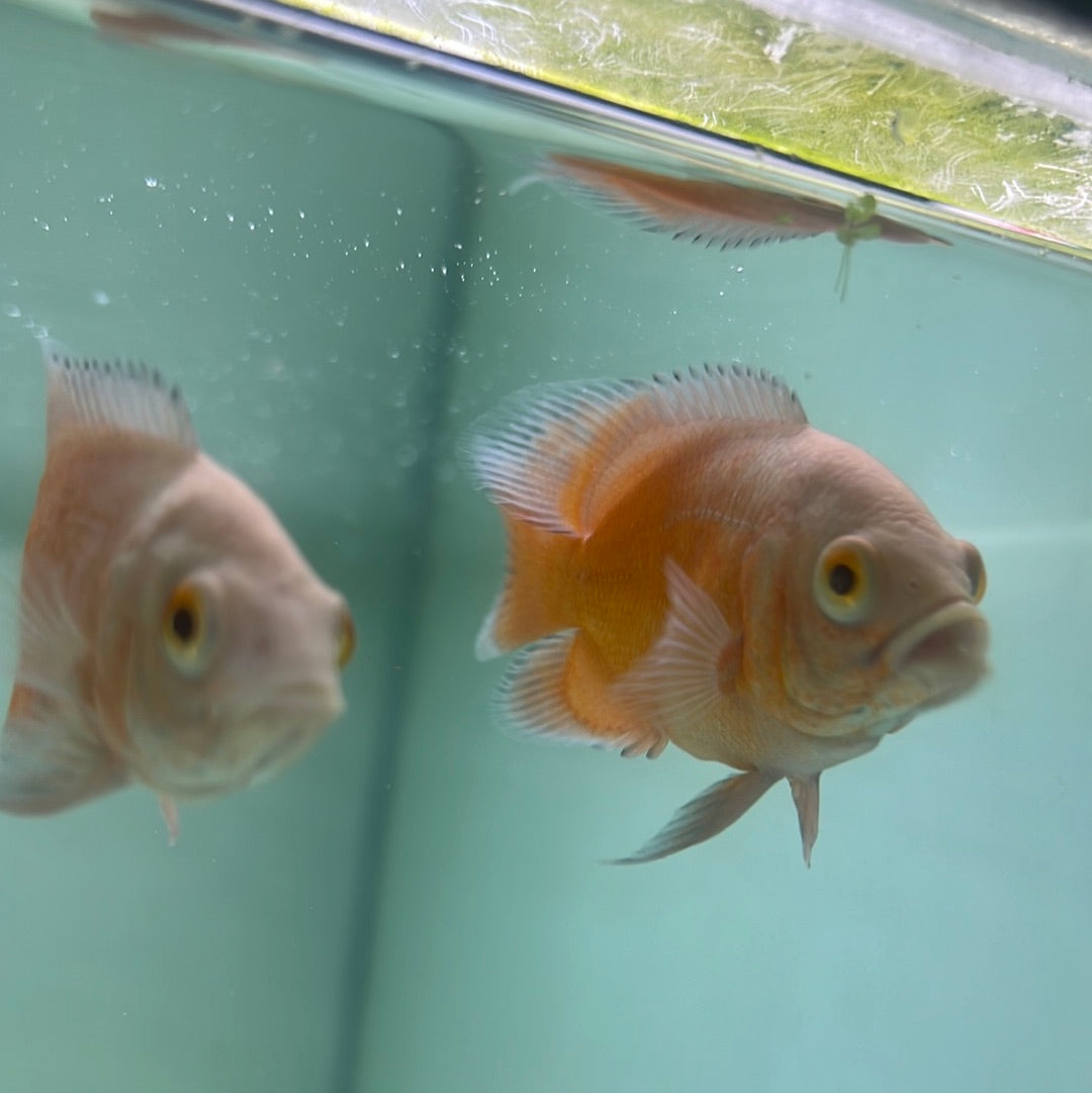 Chilli Red Oscar (Astronotus ocellatus) – Tropical Aquarium