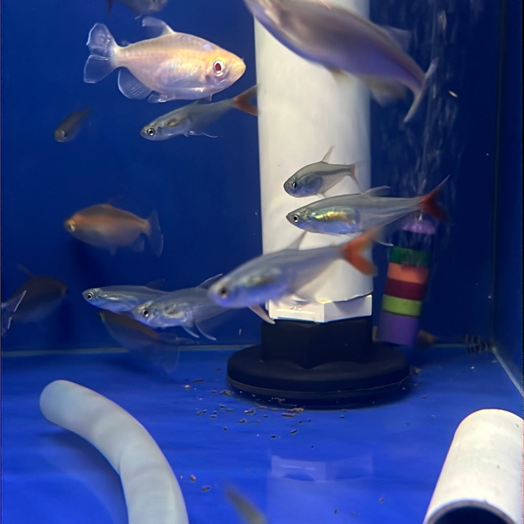 Glass Bloodfin Tetra (Prionobrama filigera) – Tropical Aquarium