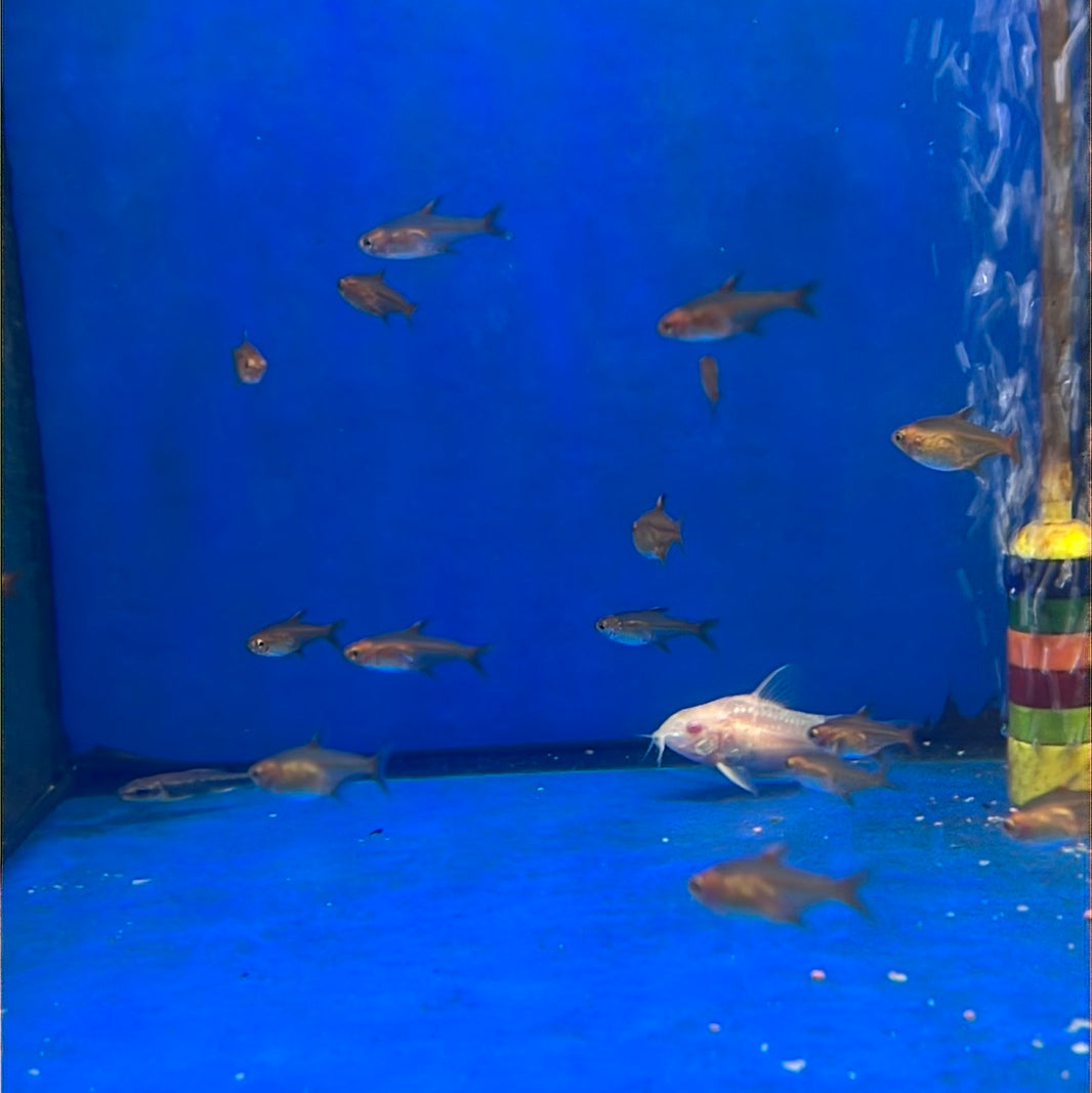 Buy Tetras (Tetra Fish) Online – Tropical Aquarium