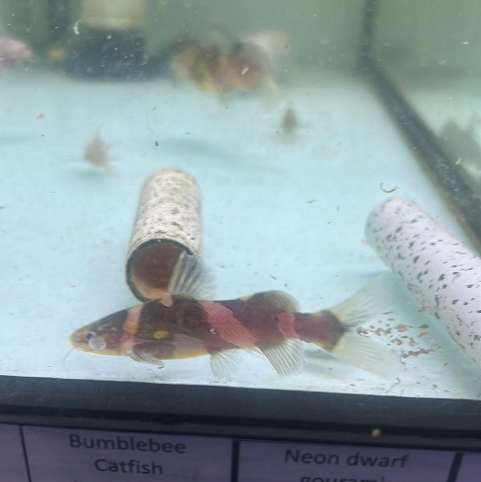 Bumblebee Catfish (Pseudomystus siamensis) – Tropical Aquarium