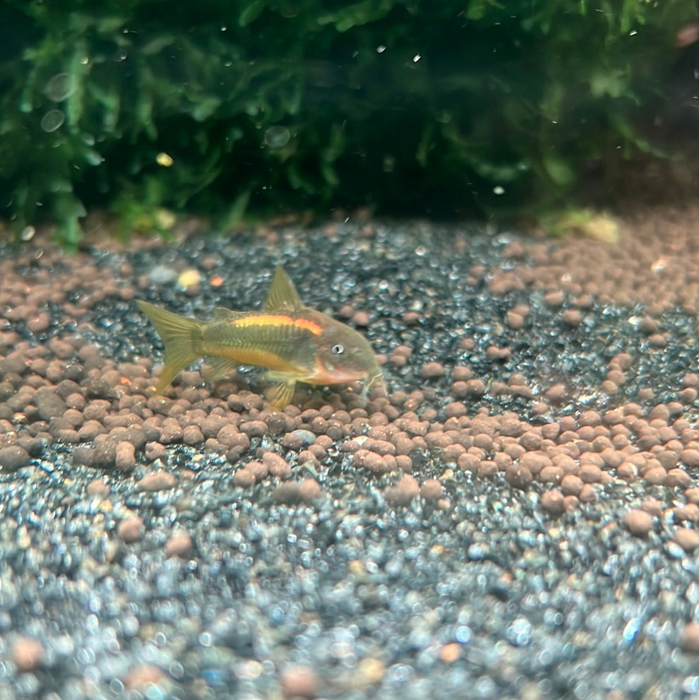 Gold Laser Corydoras (Corydoras sp neon gold) – Tropical Aquarium
