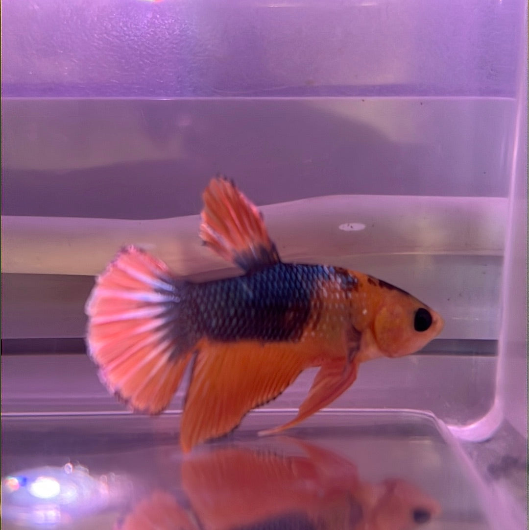 Yellow Hellboy HMPK – Tropical Aquarium