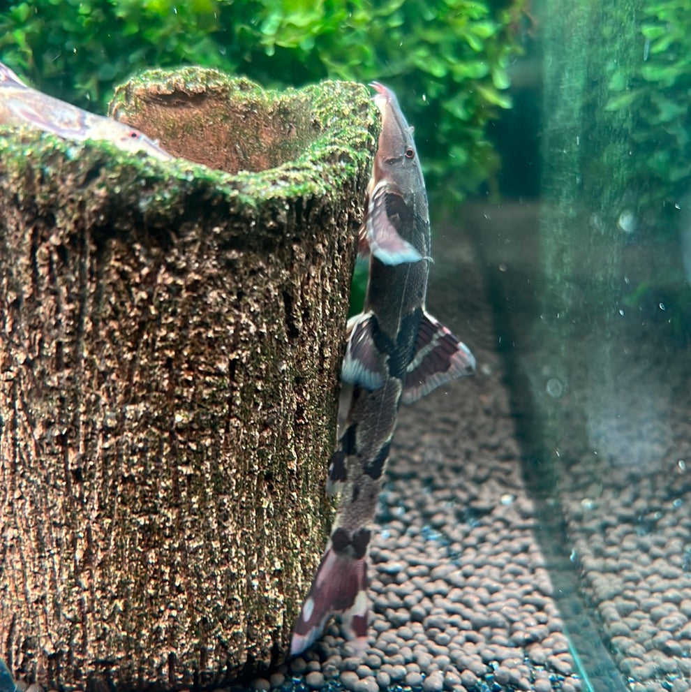 Lizard Fish (Homaloptera Orthogoniata) – Tropical Aquarium