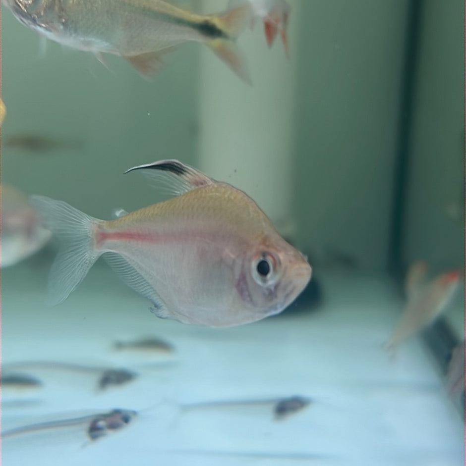 Buy Tetras (Tetra Fish) Online – Page 2 – Tropical Aquarium
