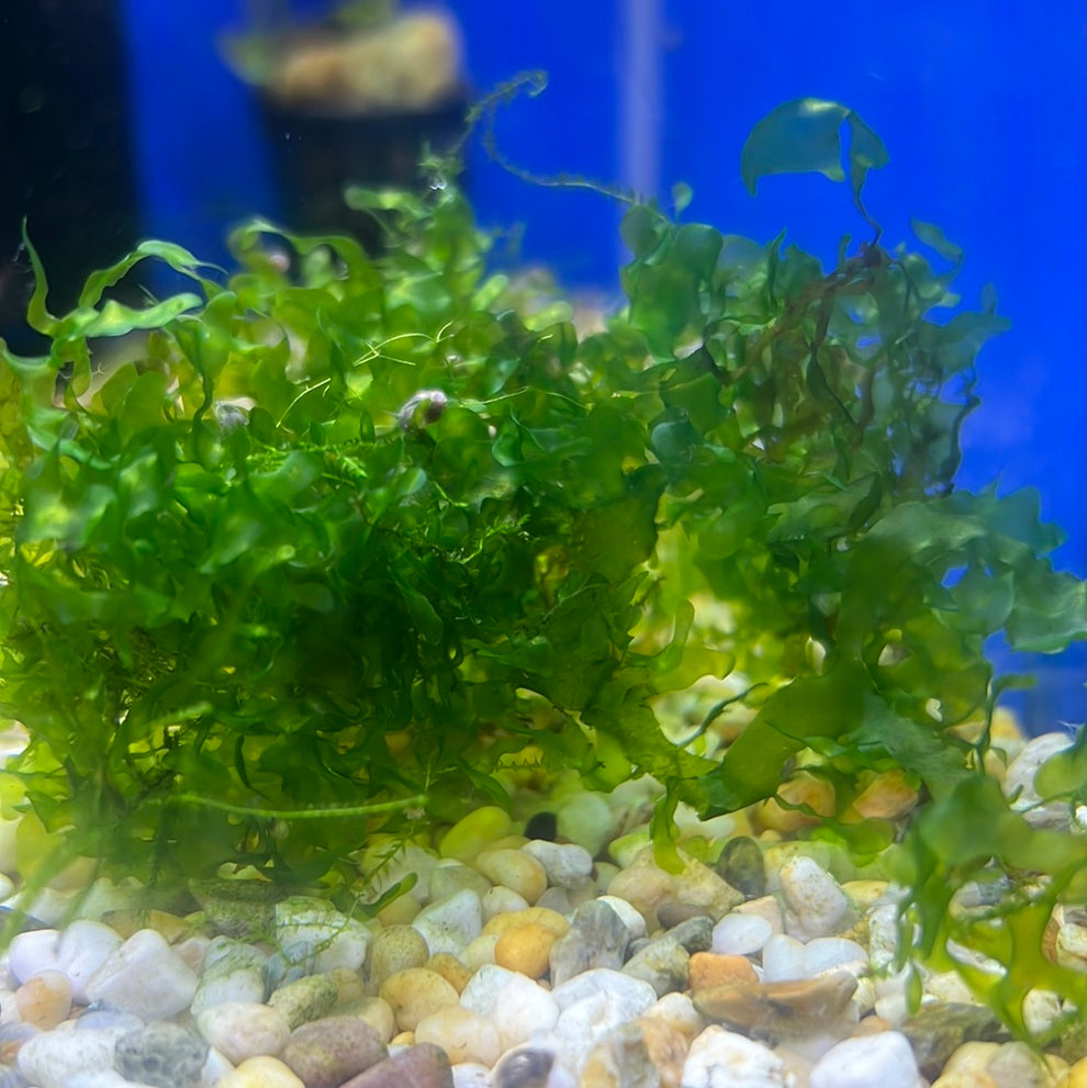 Subwassertang Moss – Tropical Aquarium