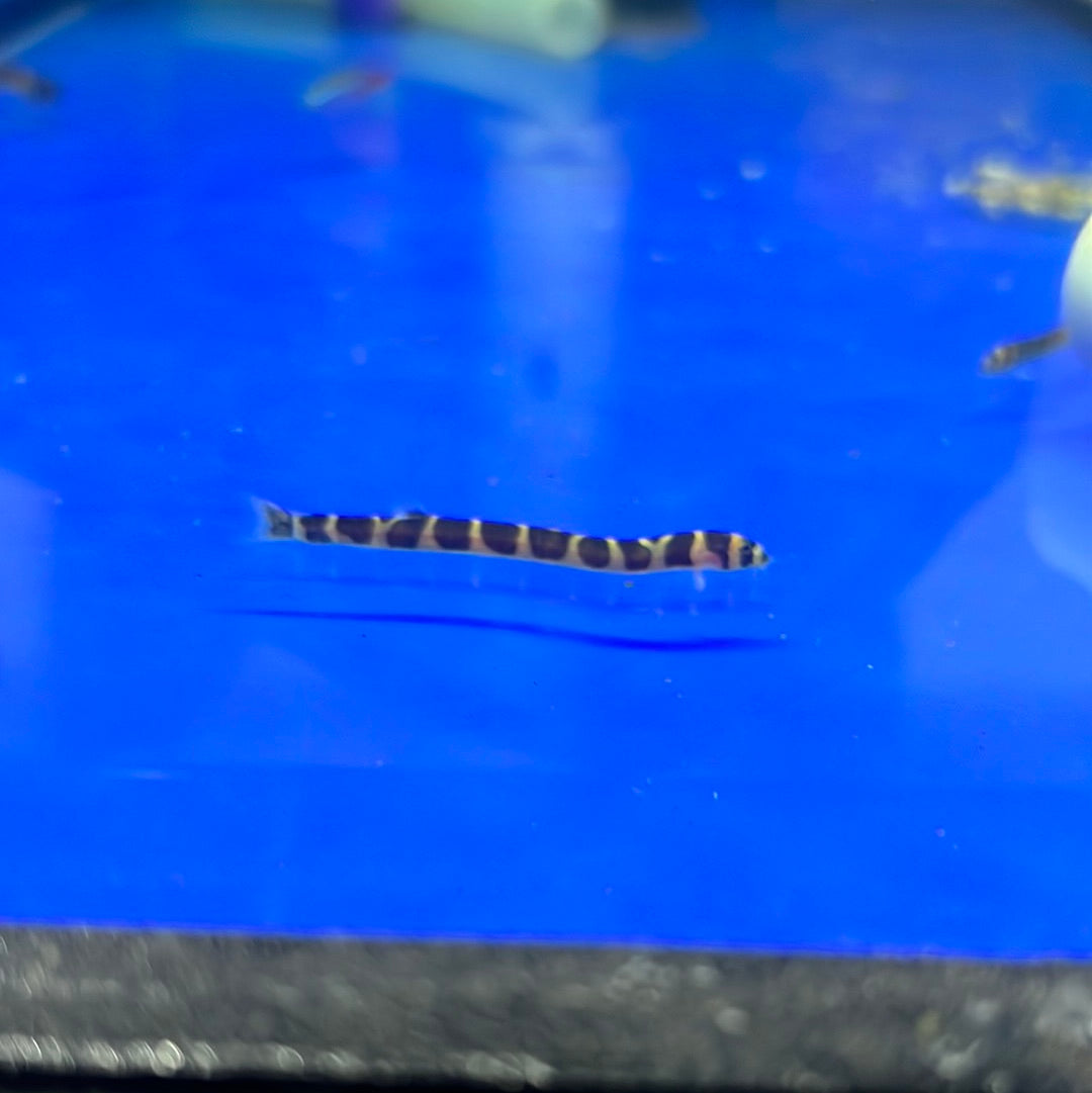 Kuhlii Loach Banded (Pangio Semicincta) – Tropical Aquarium