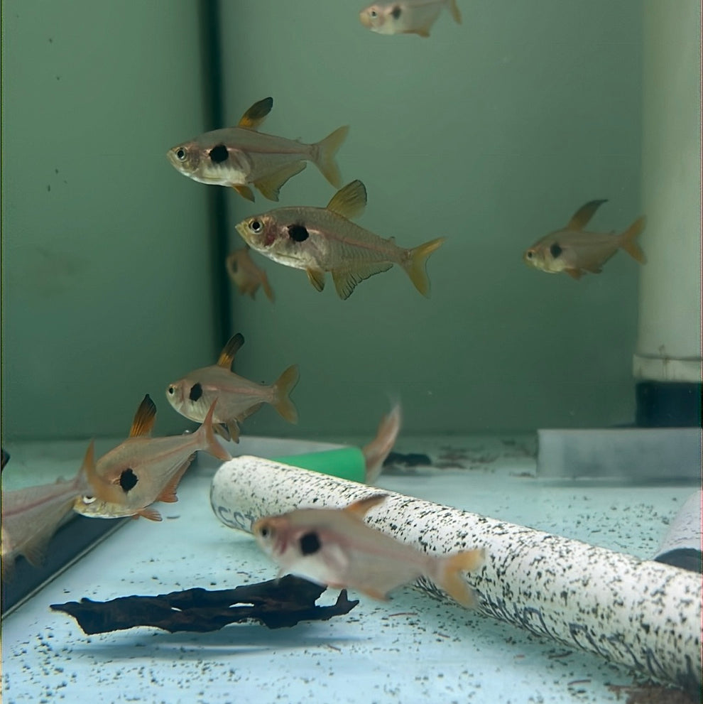Red Phantom Tetra (Hyphessobrycon sweglesi) – Tropical Aquarium