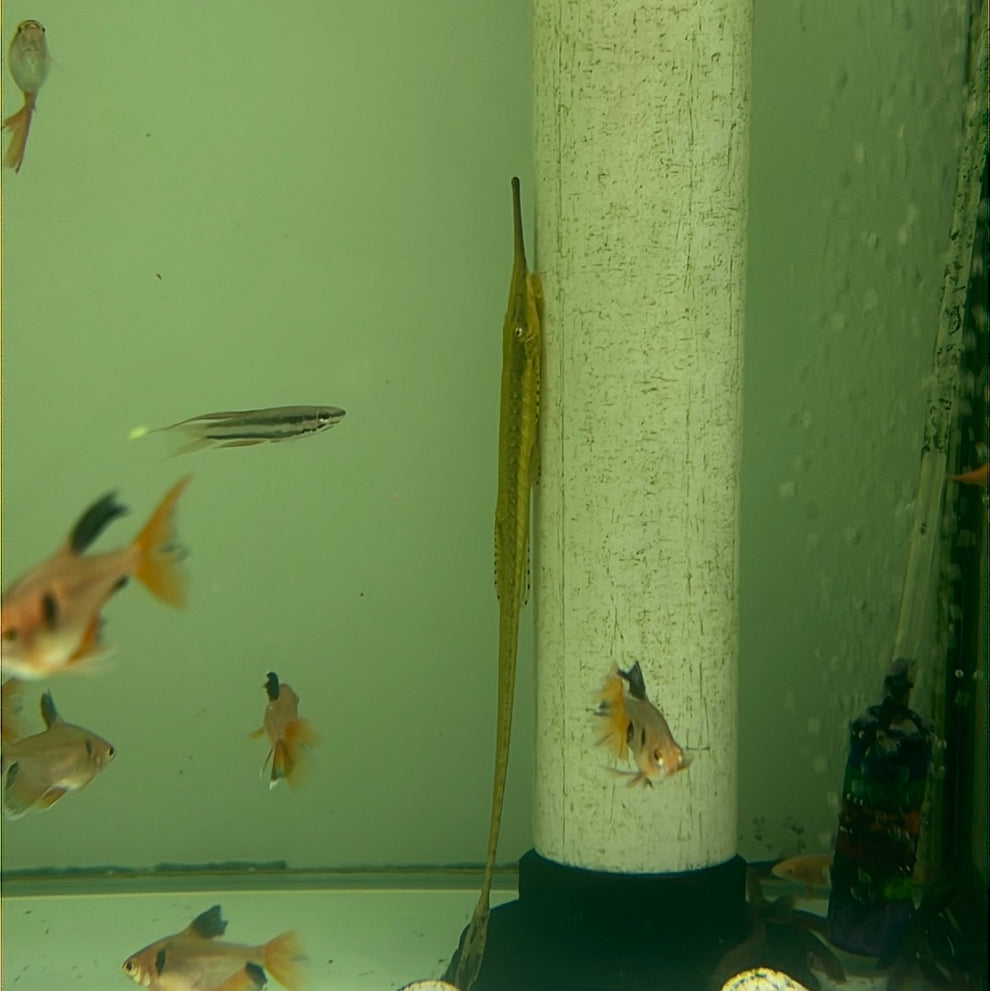 Twig Catfish (farlowella) – Tropical Aquarium