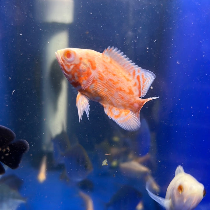 Oscars - Buy Oscar Fish Online Australia – Tropical Aquarium