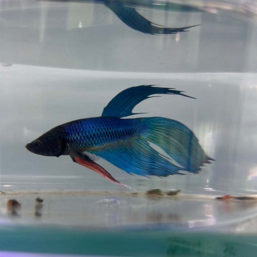 Veiltail Betta – Tropical Aquarium