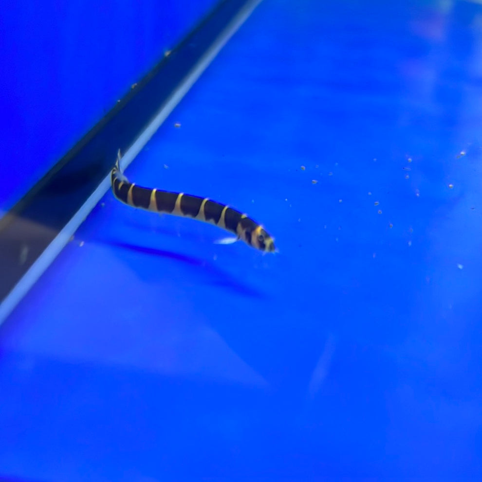 Kuhlii Loach Banded (Pangio Semicincta) – Tropical Aquarium