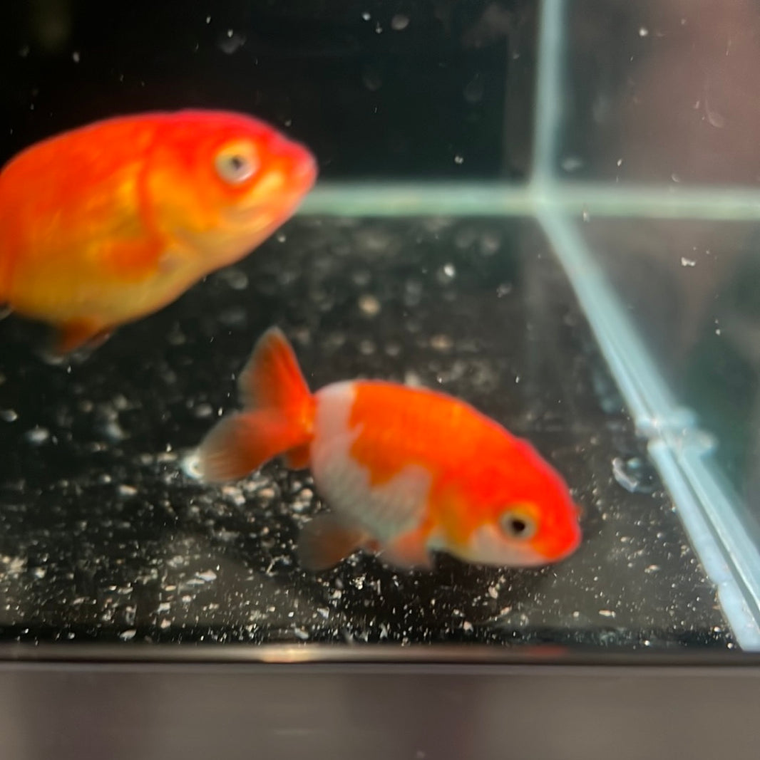 Buy Goldfish Online Australia – Tropical Aquarium
