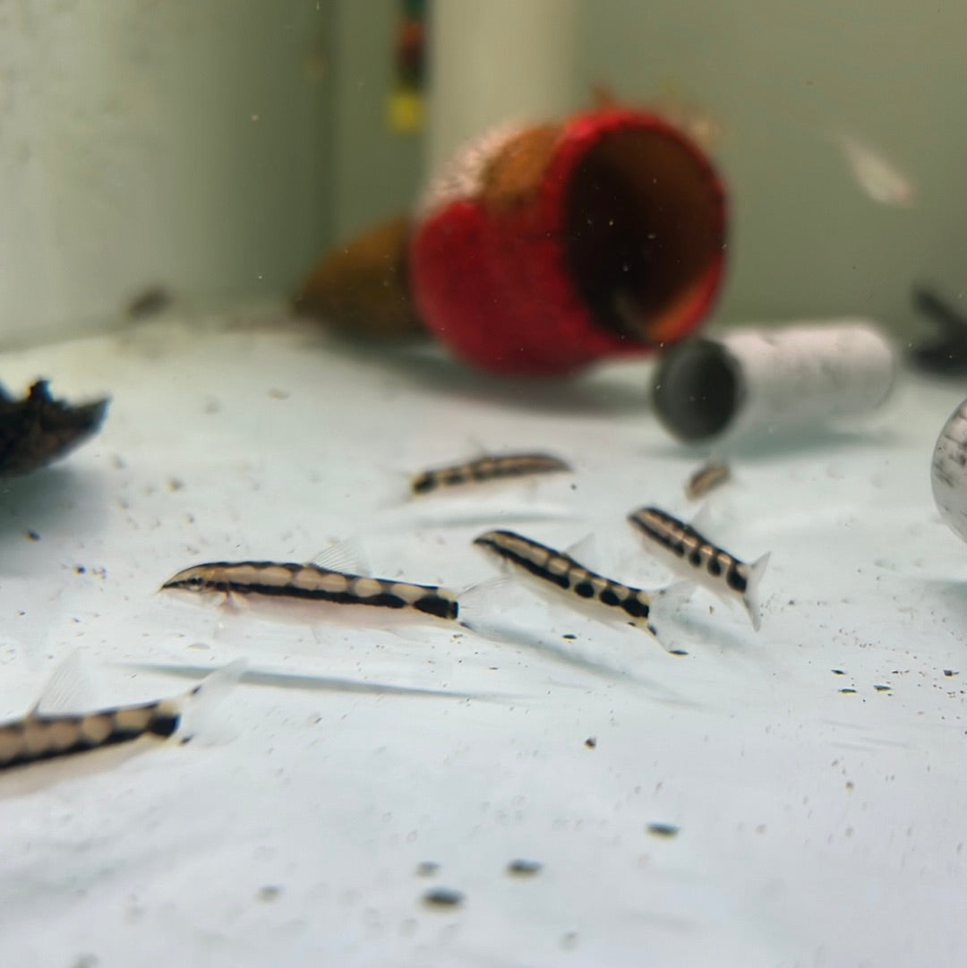 Dwarf Chain Loach (Ambastaia sidthimunki) – Tropical Aquarium