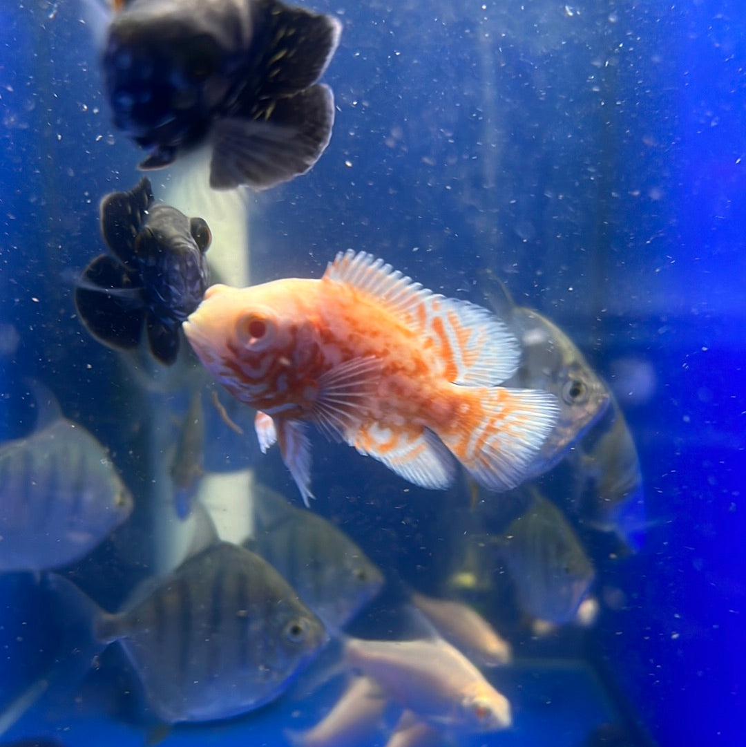 Red Chilli Oscar (Astronotus ocellatus) – Tropical Aquarium