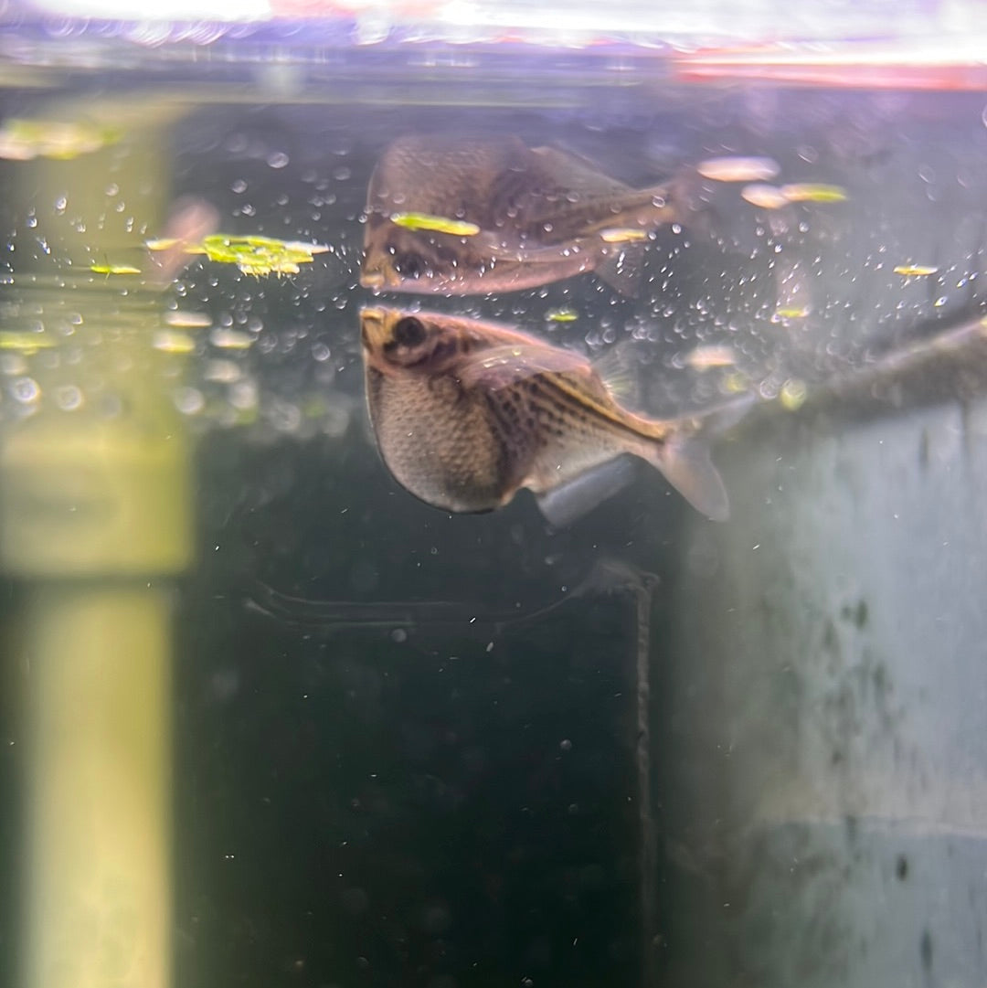 Giant Silver Hatchet Fish (Thoracocharax stellata) – Tropical Aquarium