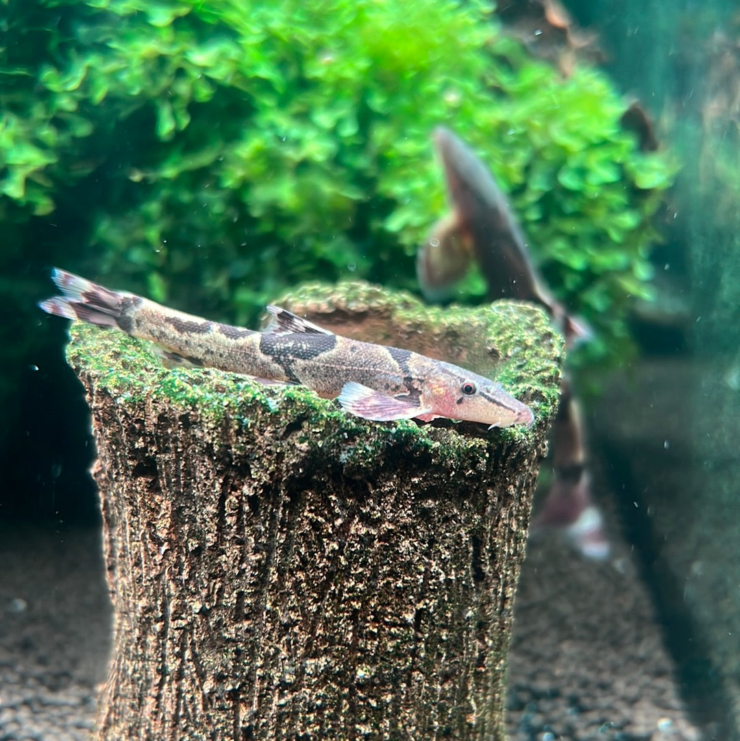 Lizard Fish (Homaloptera Orthogoniata) – Tropical Aquarium