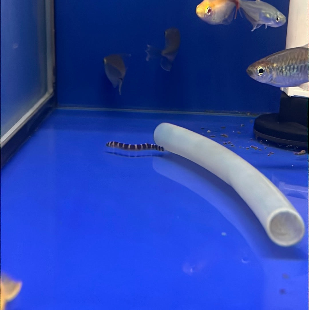 Kuhlii Loach Giant (Pangio myersi) – Tropical Aquarium