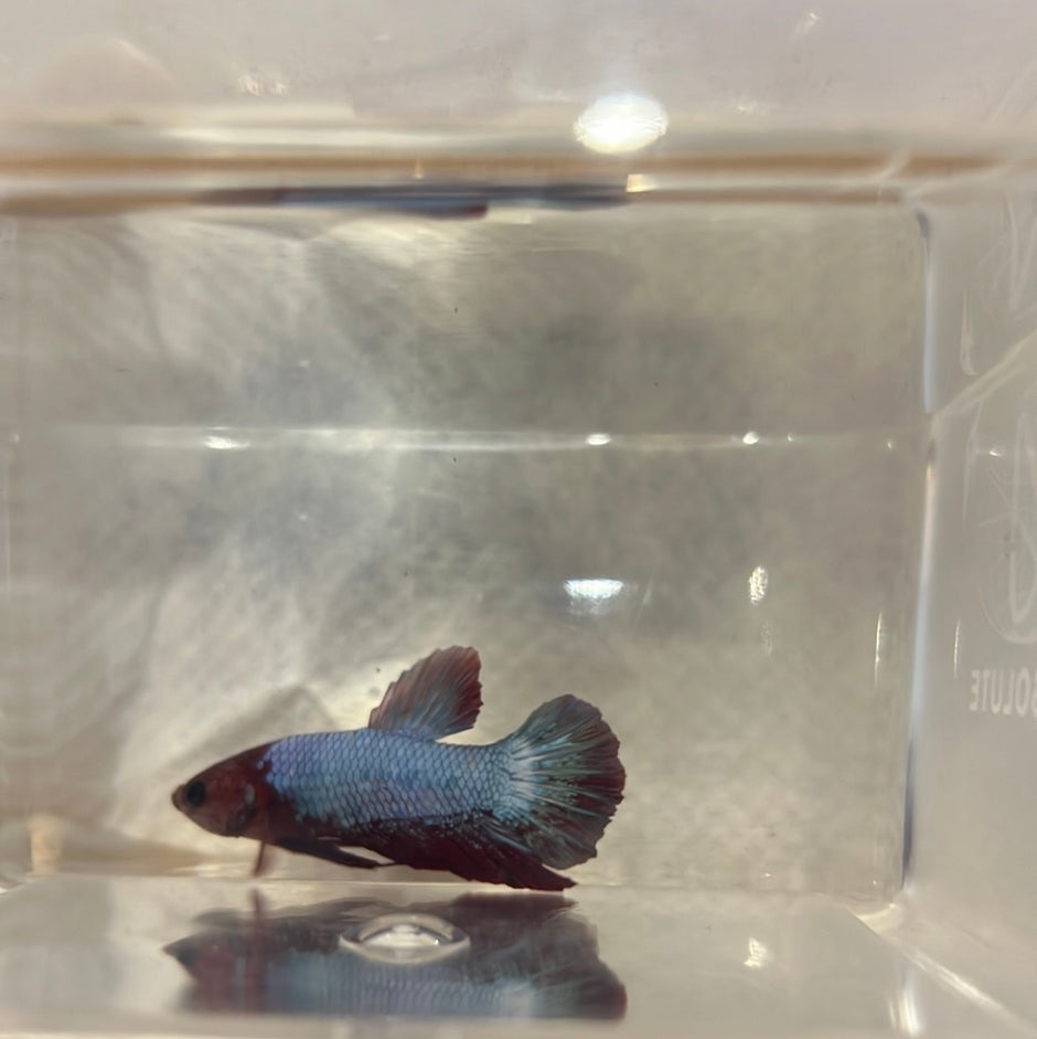 Bettas - Buy Betta Fish (Fighting Fish) Online Australia – Tropical ...