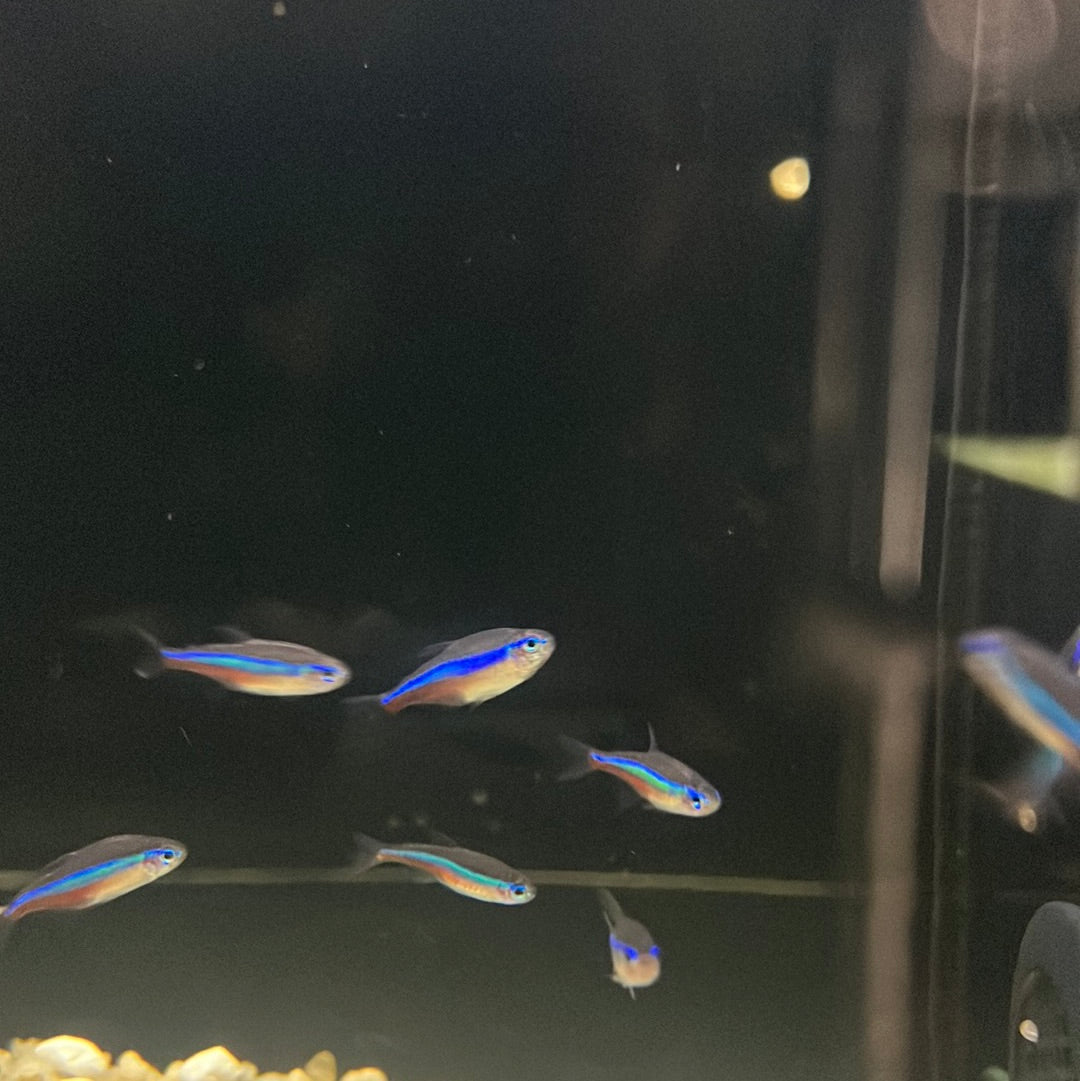 Green Neon Tetra (Hyphessobrycon simulans) – Tropical Aquarium