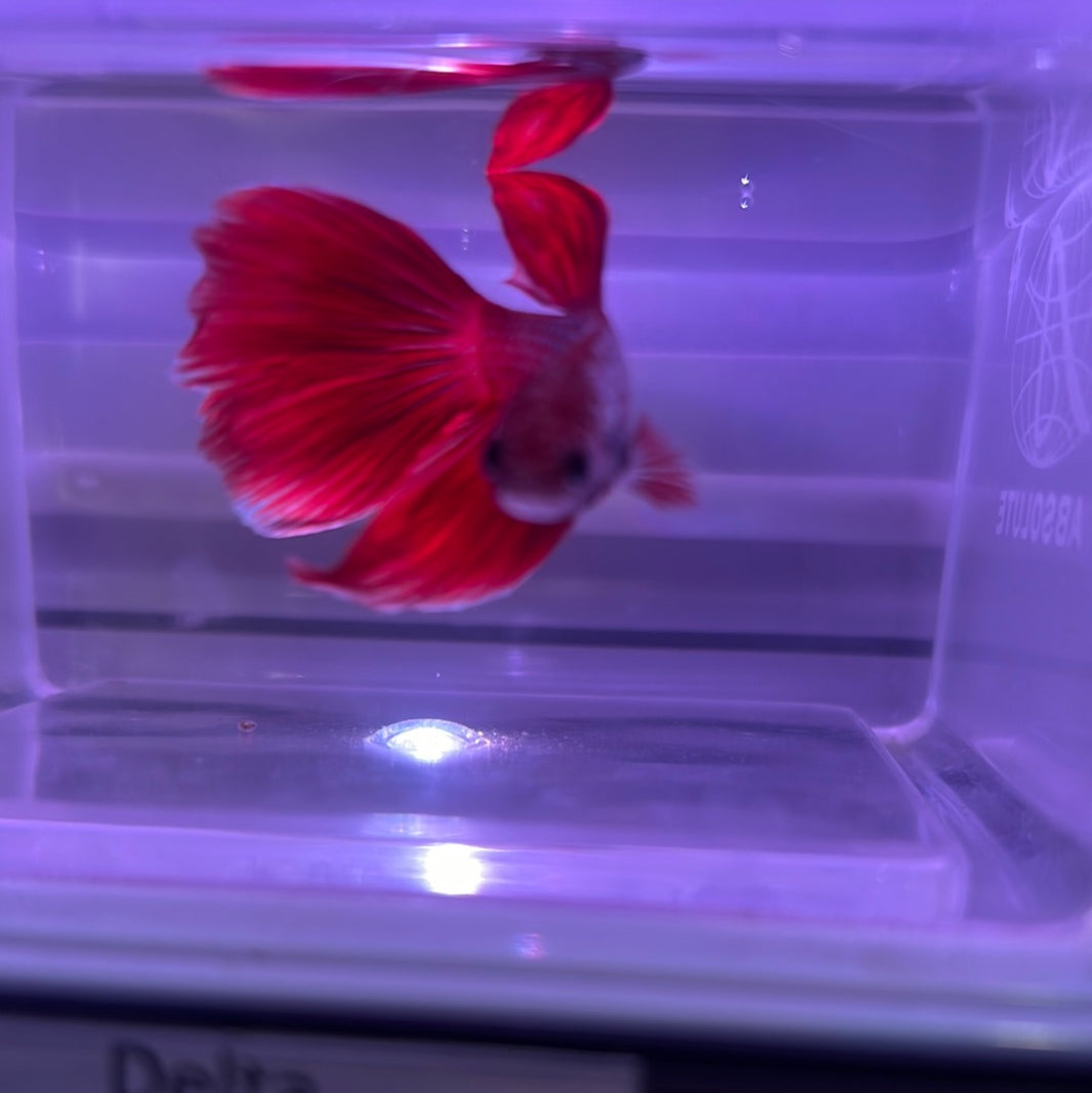 Bettas - Buy Betta Fish (Fighting Fish) Online Australia – Tropical ...